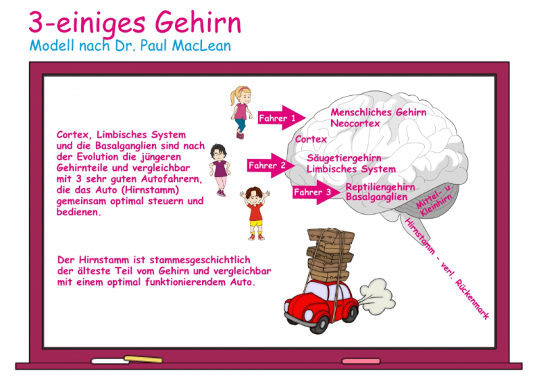 Frühkindliche Reflexe - Reflexe bestimmen unser Leben